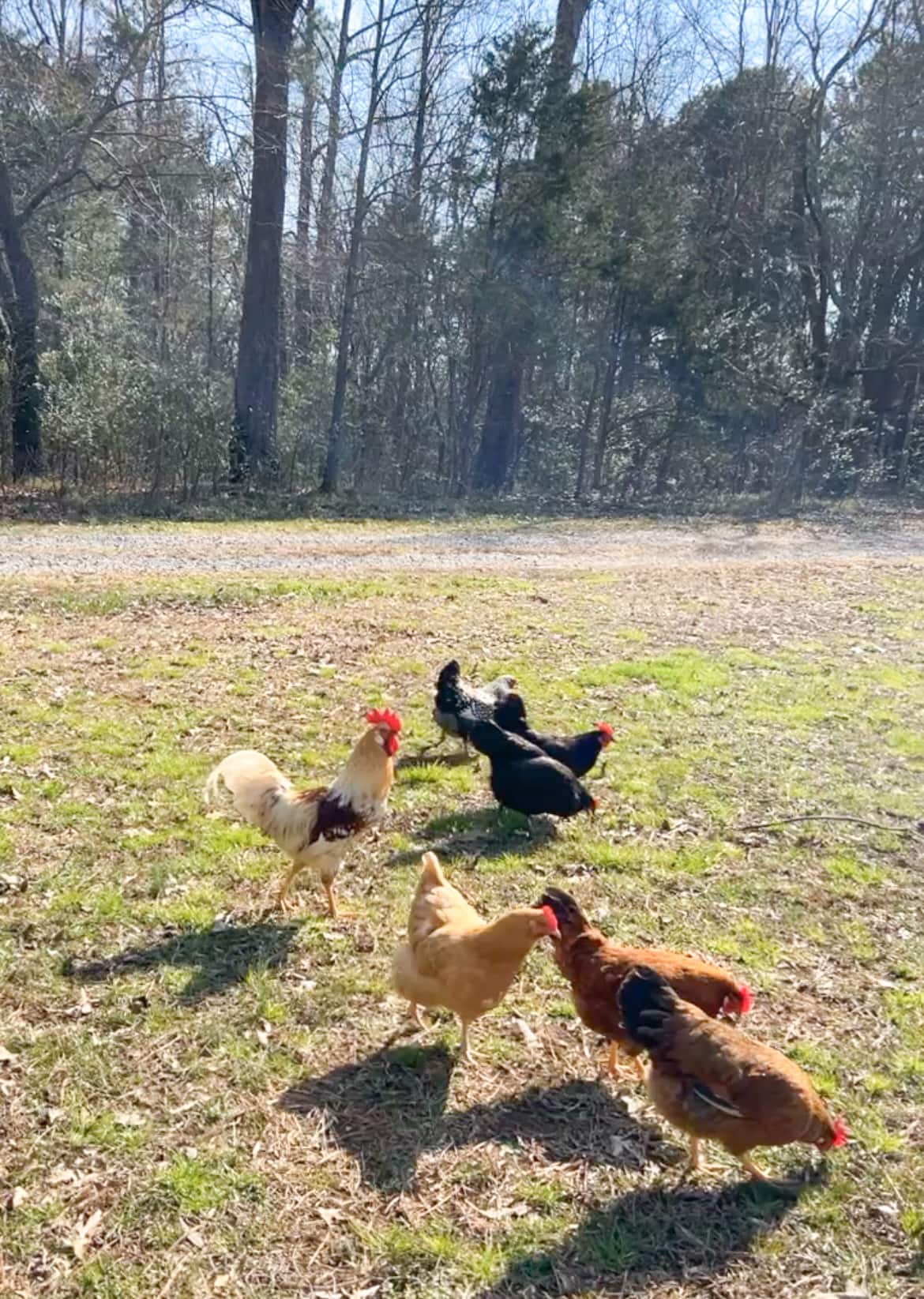 Feeding Chickens Without Grain (Corn-Free Soy-Free)